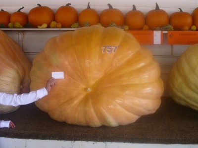 How Big is that Pumpkin? » A Recursive Process